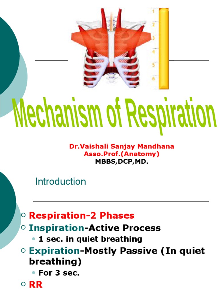 Mechanism of Respiration 2018 | PDF | Thorax | Anatomy