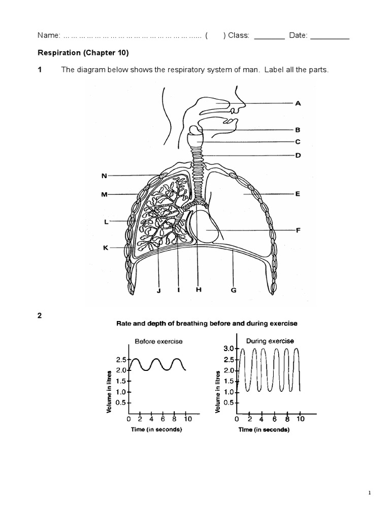 Respiratory System Worksheet and Answers | PDF | Breathing | Cellular ...