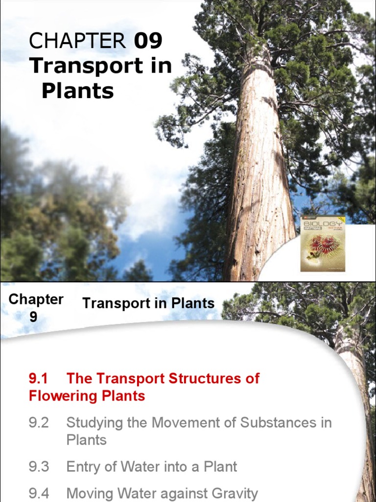 BM - PPT Lesson Slides - C09 | PDF | Plant Stem | Root