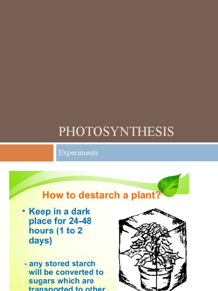Investigating Photosynthesis | PDF | Wellness | Science & Mathematics