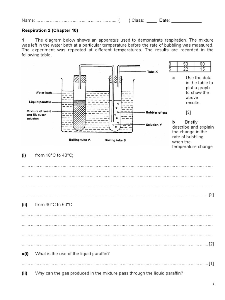 Respiration Worksheet 2 With Answers | PDF | Breathing | Exhalation