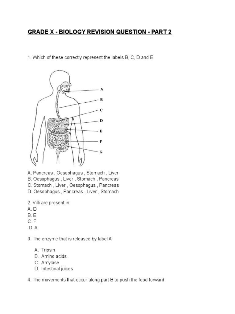 Grade X Biology Revision Questions Part 2 | PDF | Fermentation ...