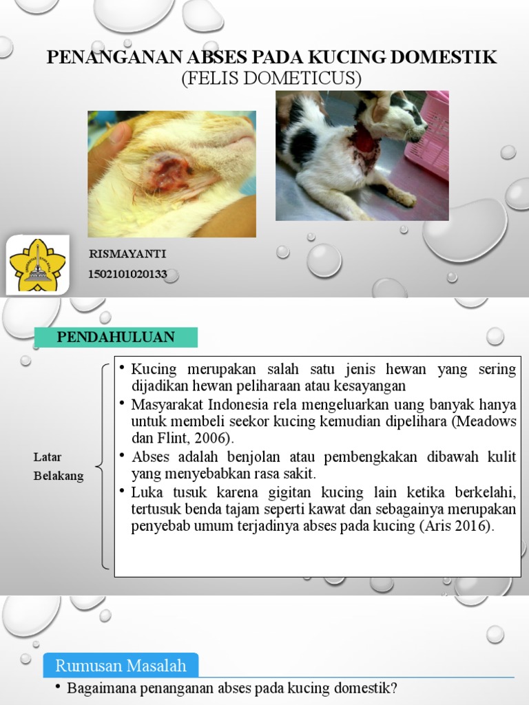 Penanganan Abses Pada Kucing Domestik | PDF | Sains & Matematika