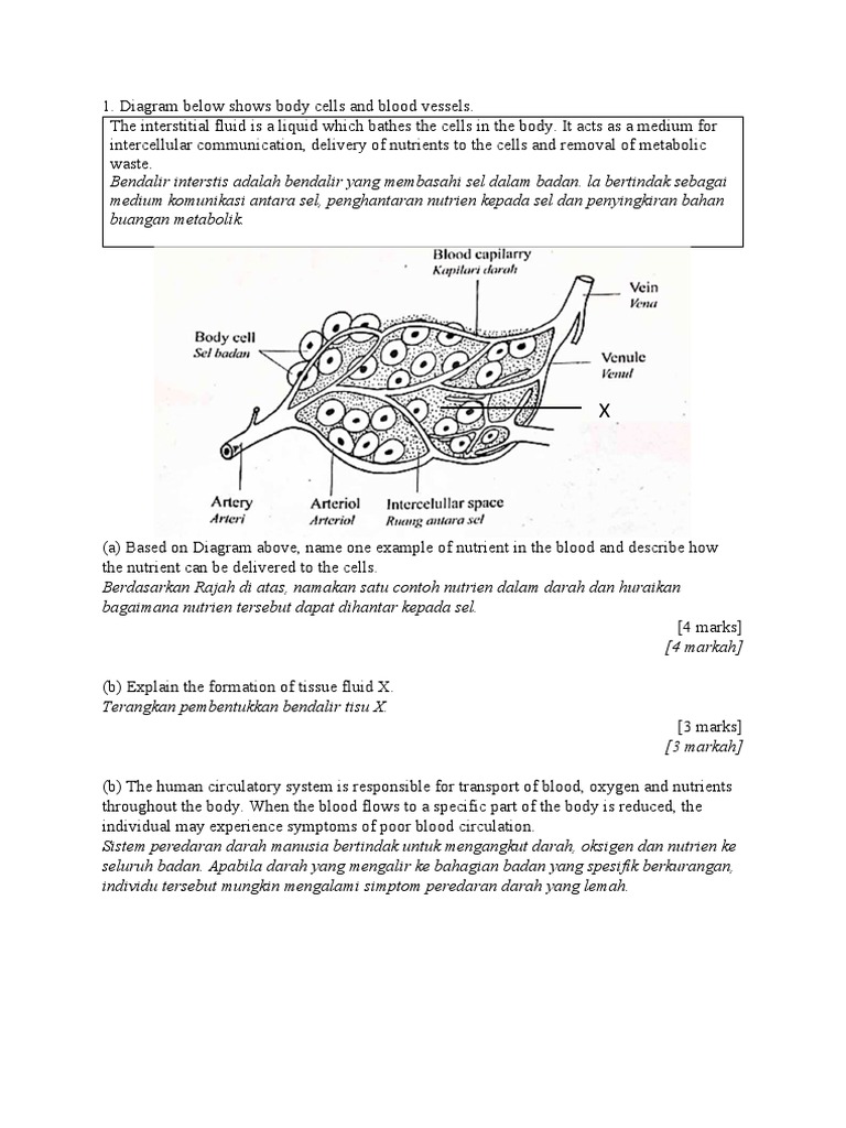 Lymphatic System | PDF