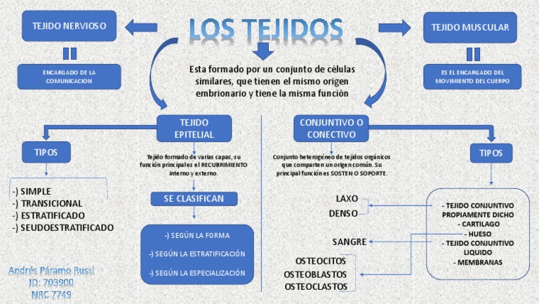Mapa Conceptual, Tejidos | PDF