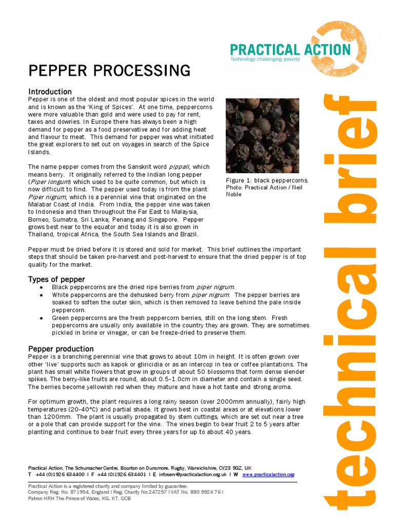 Pepper Processing | PDF | Black Pepper