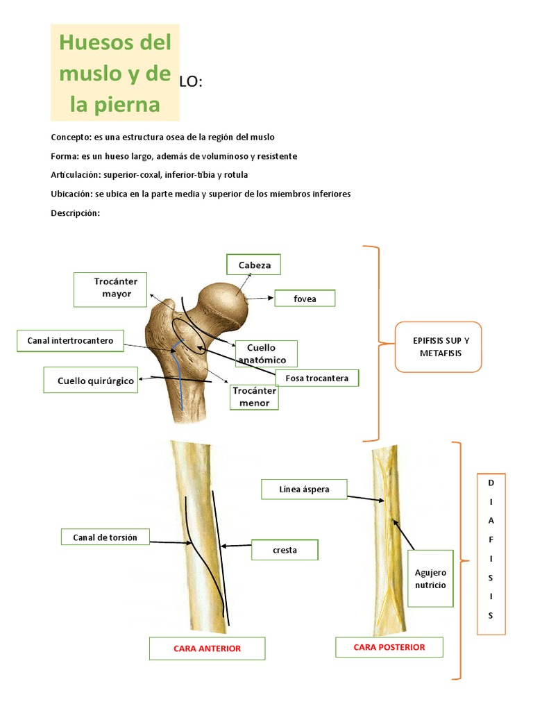Anatomia Muslo y Pierna | PDF | Anatomía humana | Extremidades (anatomía)