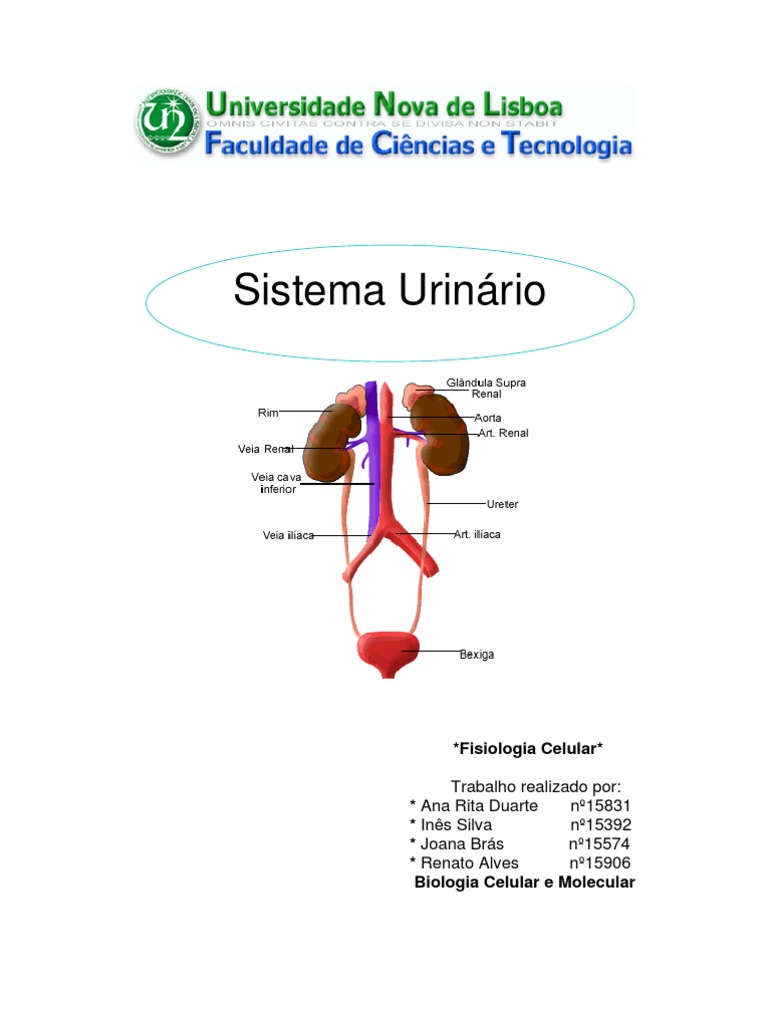 Sistema Urinario Resumo 1manha | Função Renal | Sistema Urinário