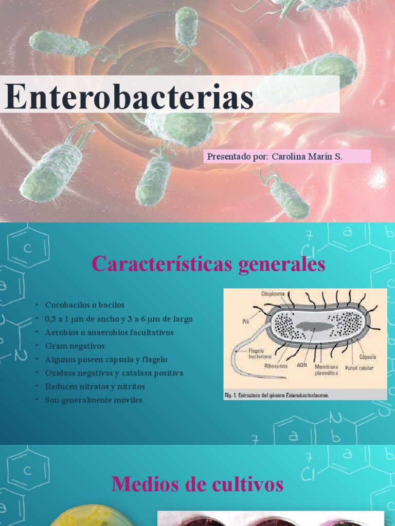 Características y Cultivo de Enterobacterias | PDF | Salud y bienestar