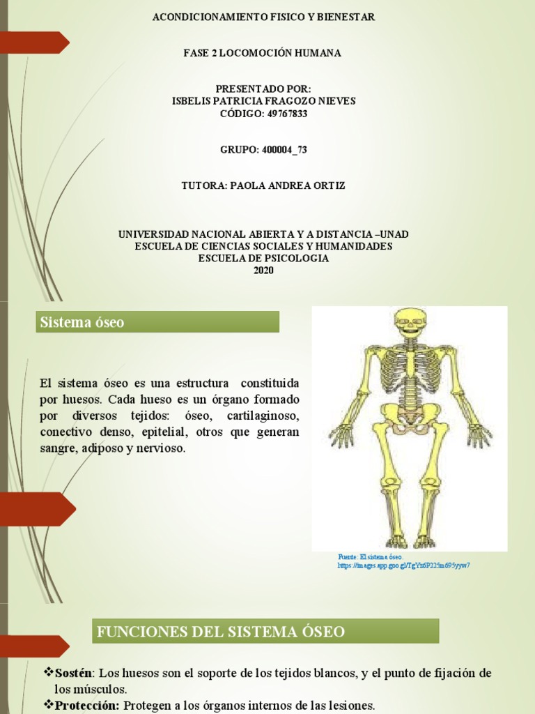Locomoción Humana y Sistema Óseo | PDF | Músculo esquelético | Hueso