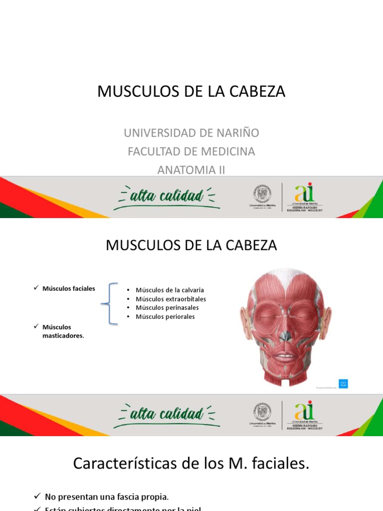 Musculos de La Cabeza | PDF | Tejido suave | Anatomía