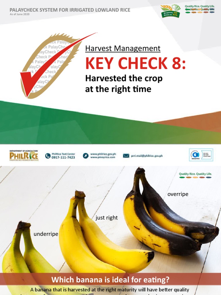 Key Check 8: Optimal Palay Harvesting | PDF | Rice | Food And Drink