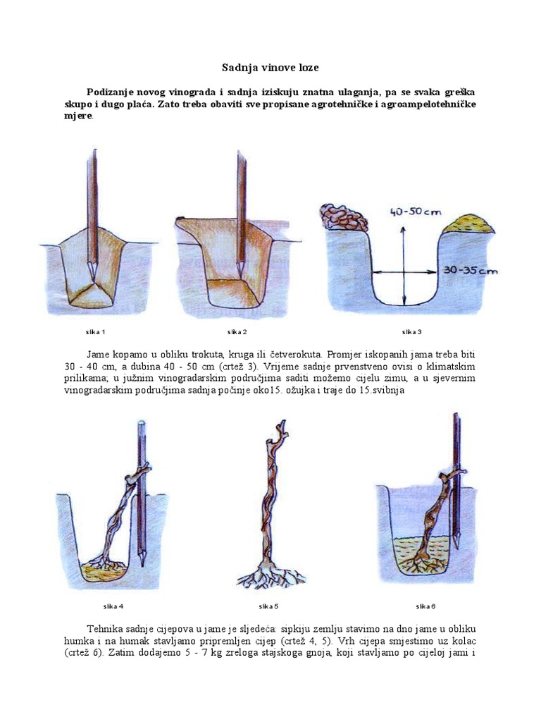 Sadnja Vinove Loze | PDF
