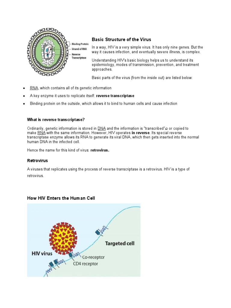 Basic Structure and Life Cycle of HIV | PDF | Hiv/Aids | Virus
