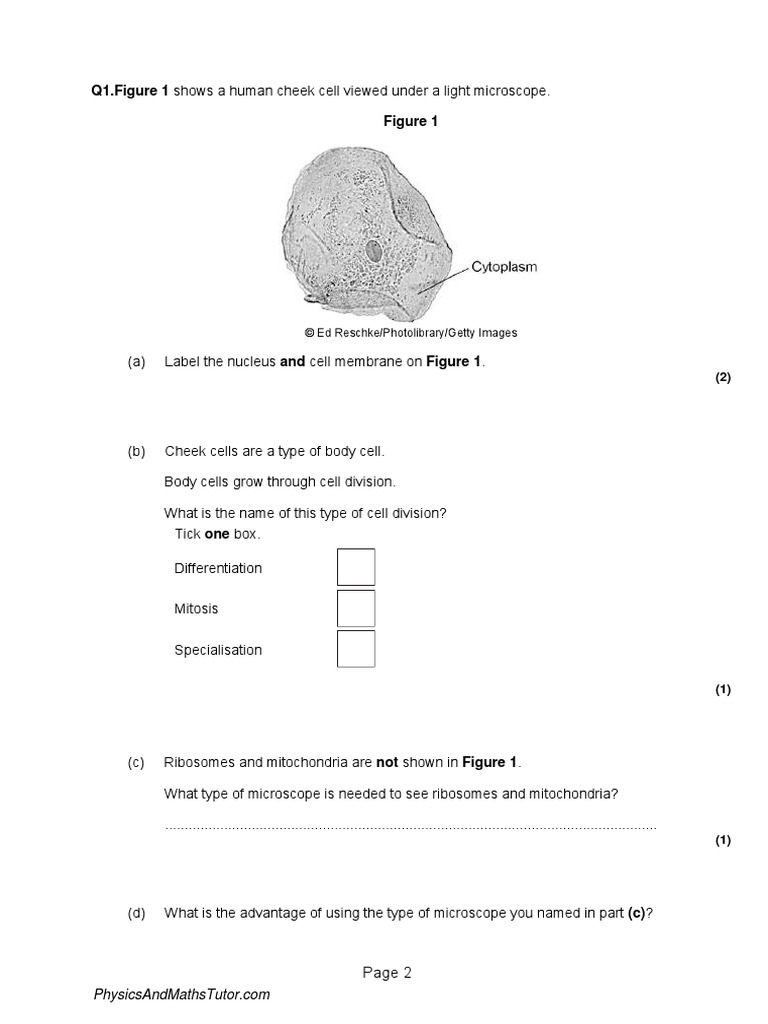 Cell Division 1 QP | PDF | Stem Cell | Embryo