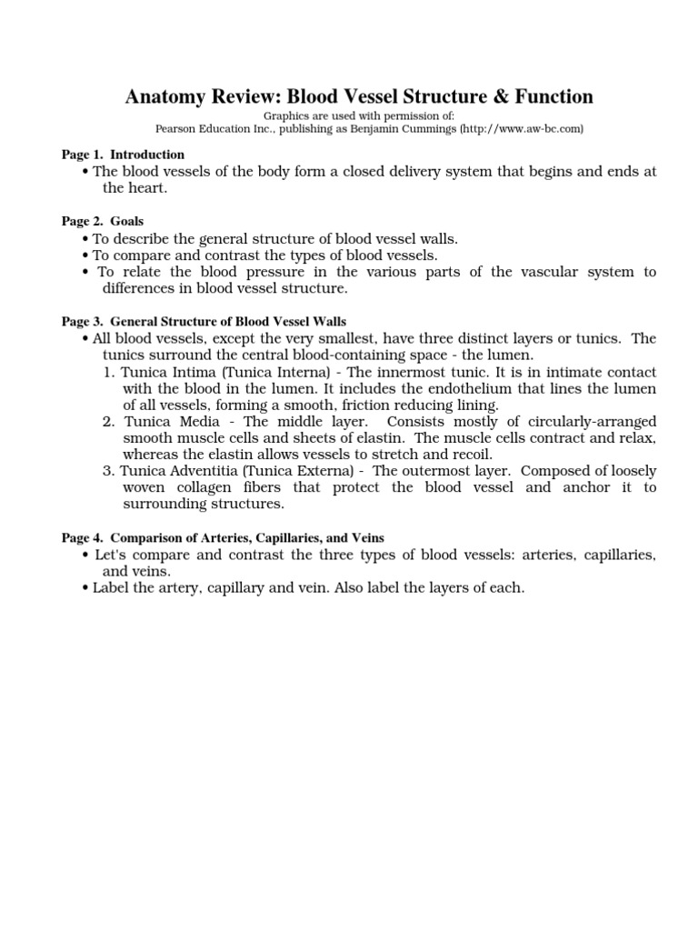 Anatomy Review Blood Vessel | PDF
