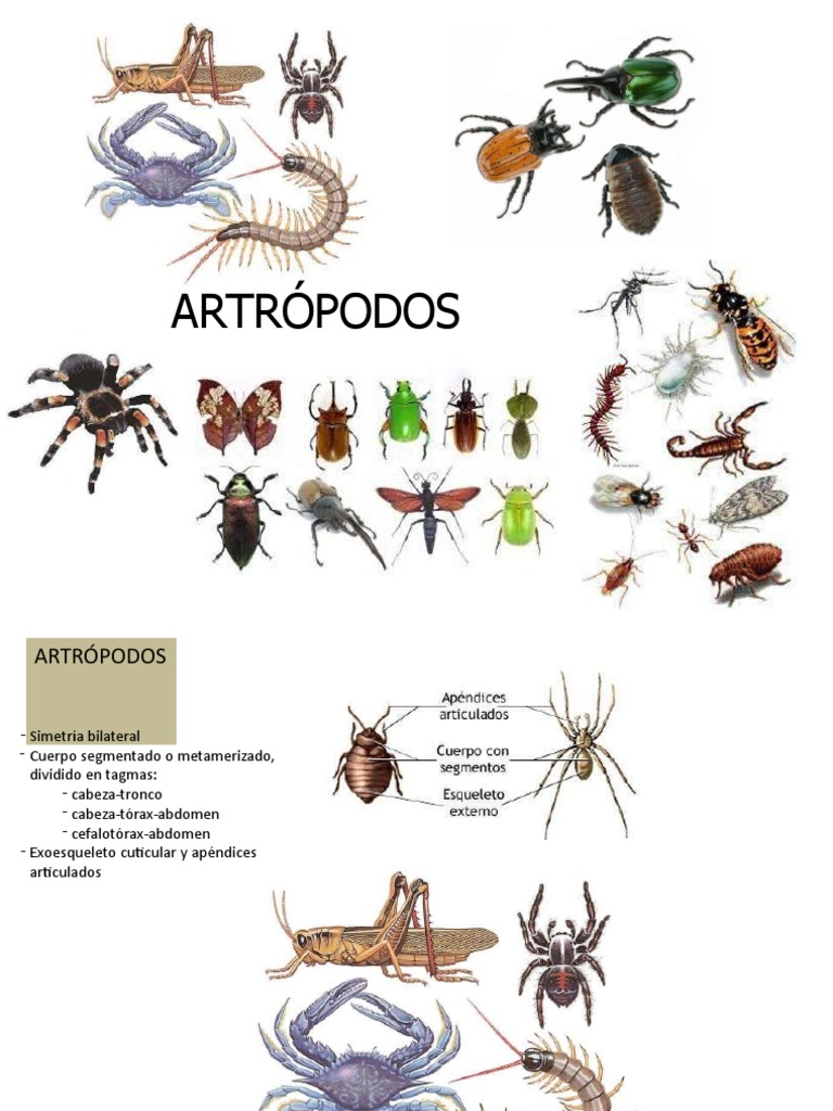 Características de los Artrópodos | PDF | Crustáceo | Insectos