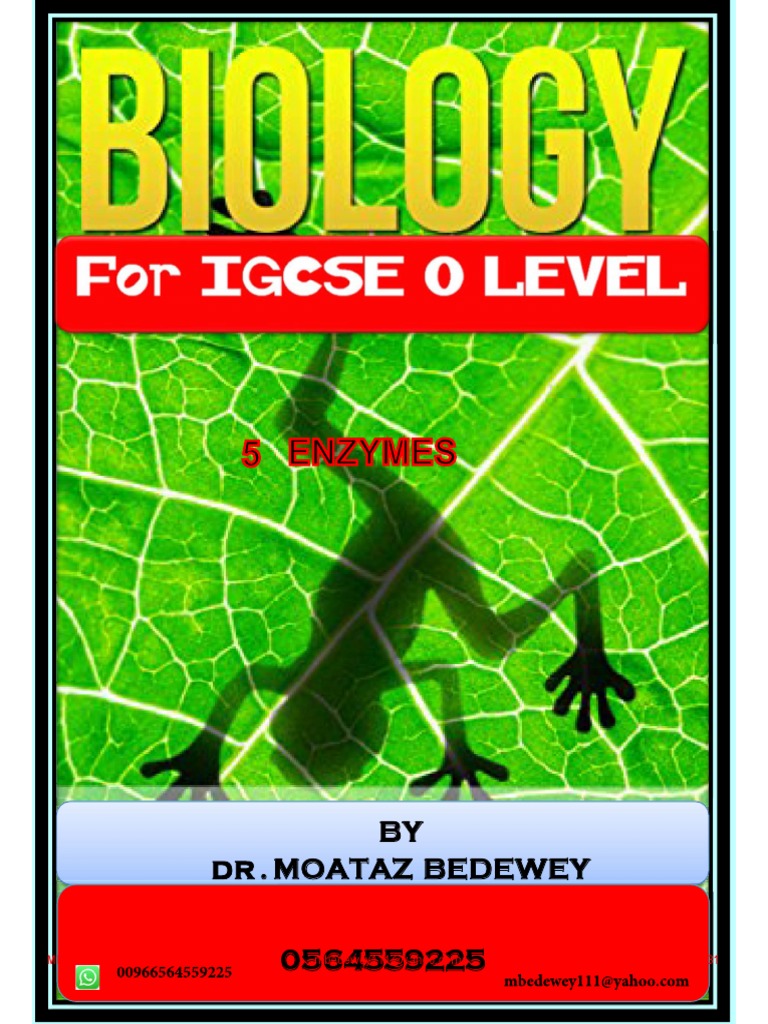Topic 5 Enzymes Notes Biology | PDF | Enzyme | Digestion
