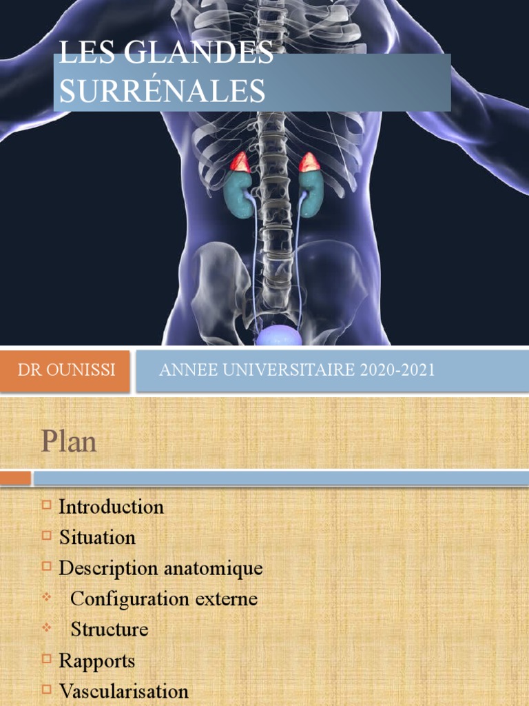 2 Surrenale | PDF | Glande surrénale | Rein
