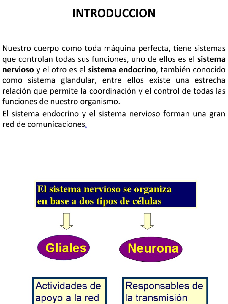 FARMACOl. SIST NERV AUT 2020 | PDF | Sinapsis | Neurona