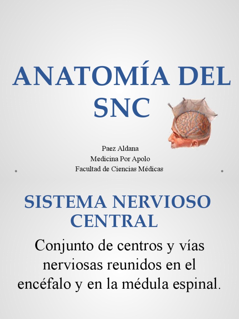 Anatomía Del SNC - Parte 1 | PDF | Sistema nervioso central | Cerebro