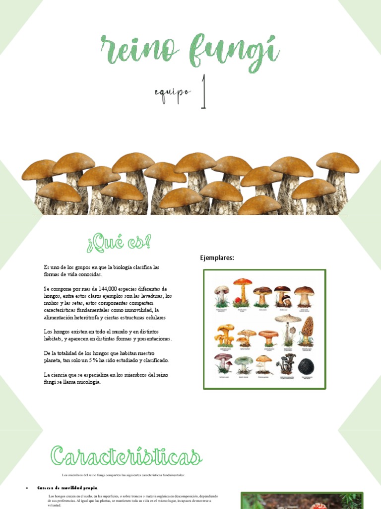 Reino Fungi | PDF | Hongo | Biología Celular)