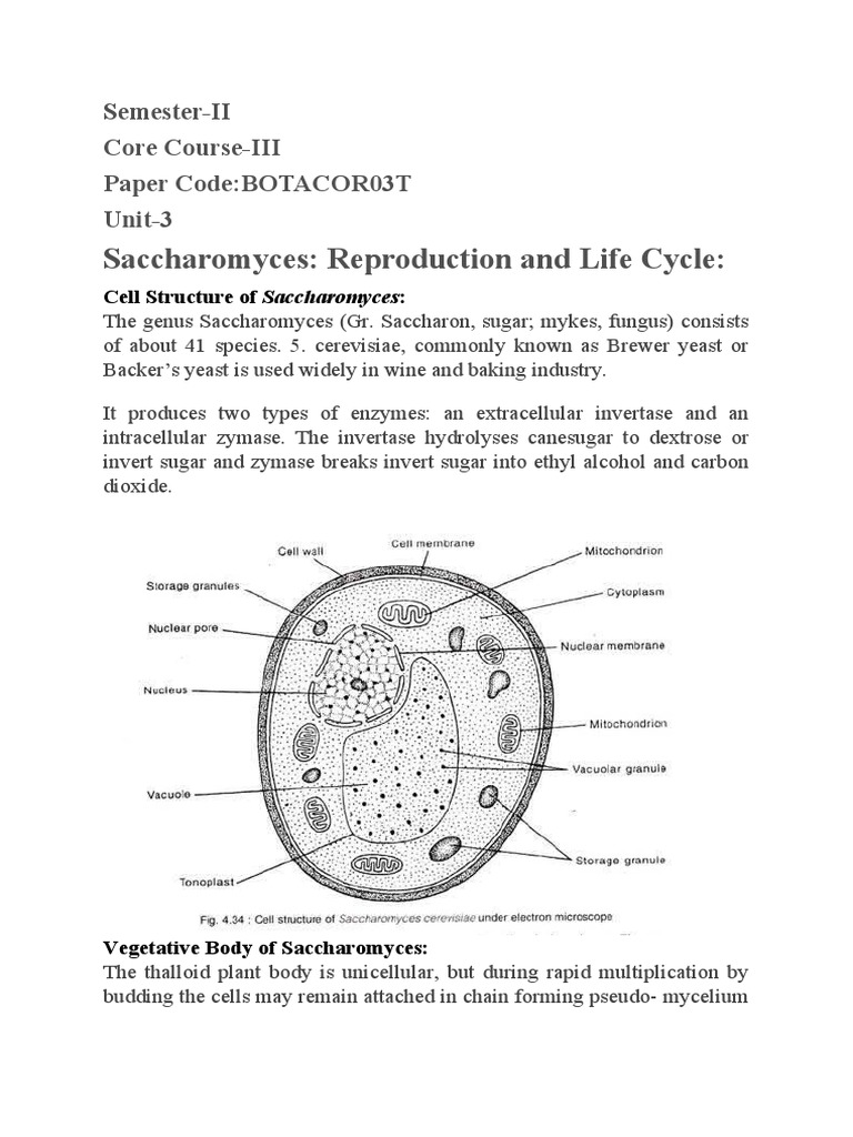 Saccharomyces: Reproduction and Life Cycle:: Semester-II Core Course ...