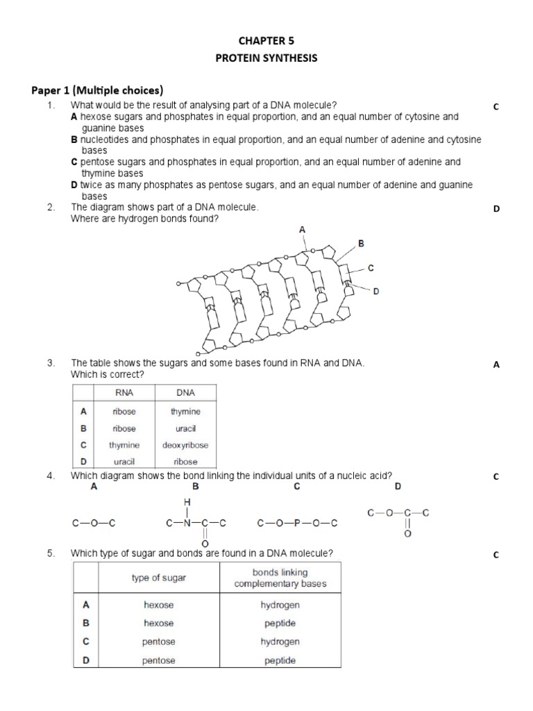 Protein Synthesis Paper 1 (Multiple Choices) | PDF | Dna | Rna