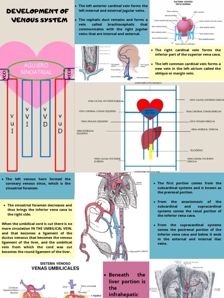 Development of Venous System | PDF | Vein | Angiology