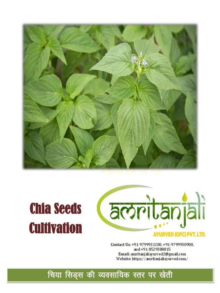 Chia Seeds Cultivation: FP K FLM L DH O Olkf D LRJ Ij (KSRH | PDF ...