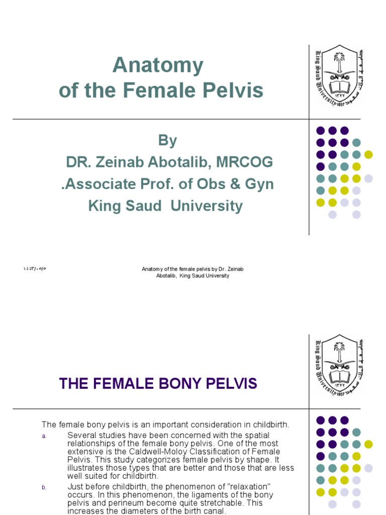 Anatomy of the female pelvis | PDF | Pelvis | Musculoskeletal System