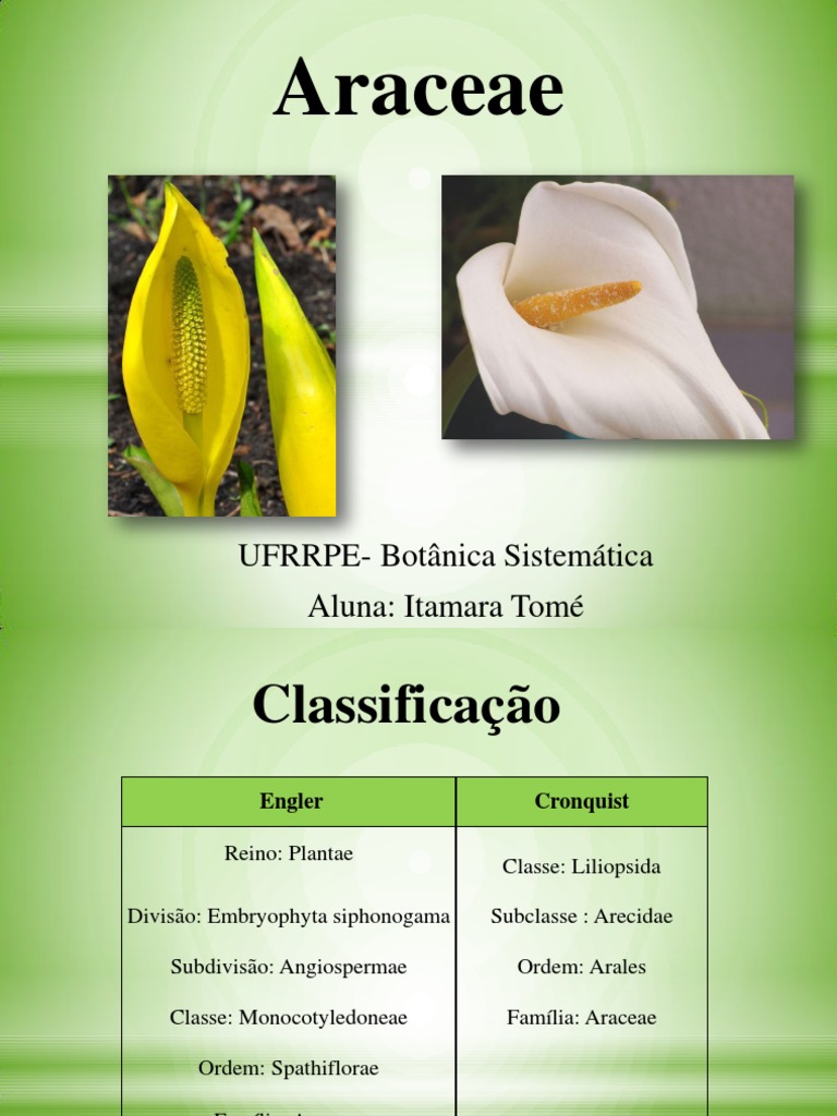Araceae | PDF | Botânica | Plantas