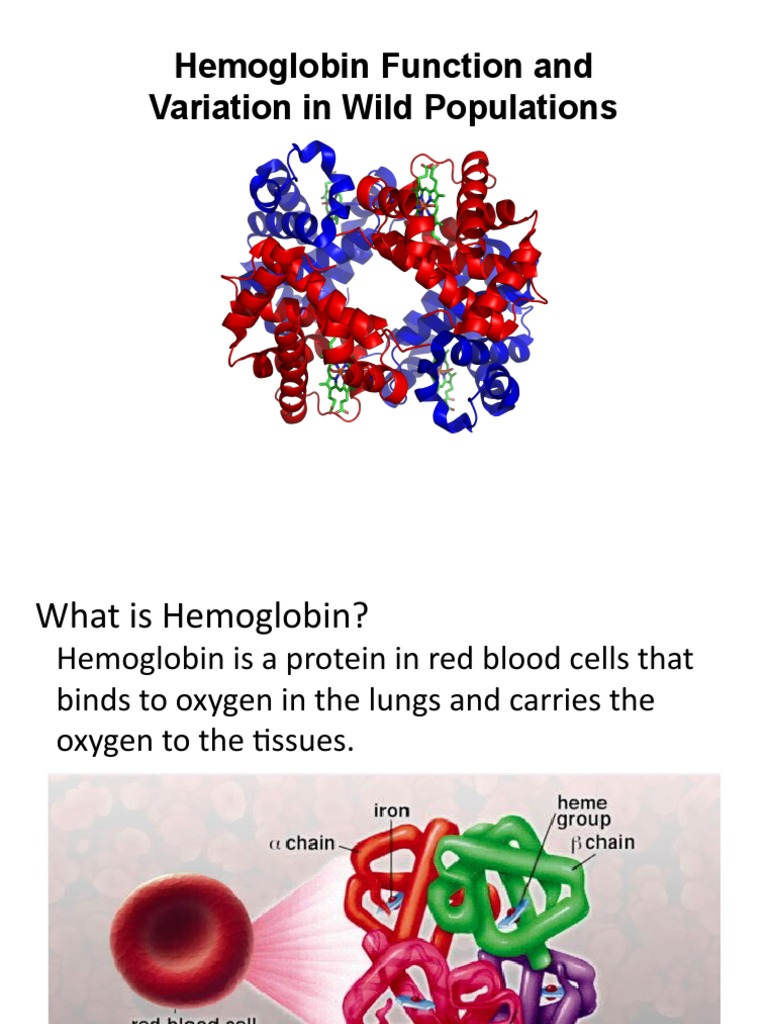Hemoglobin Lab Presentation | PDF | Hemoglobin | Genetics