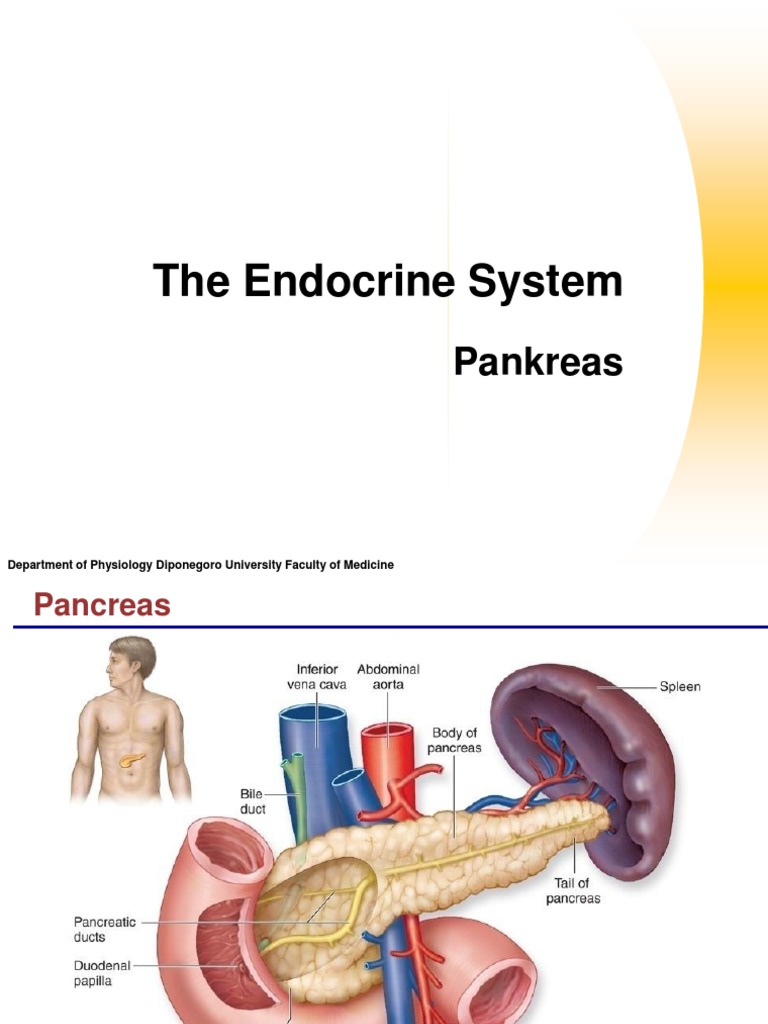 Mar 14 - Fisiologi Hormon Pankreas | PDF | Pancreas | Insulin