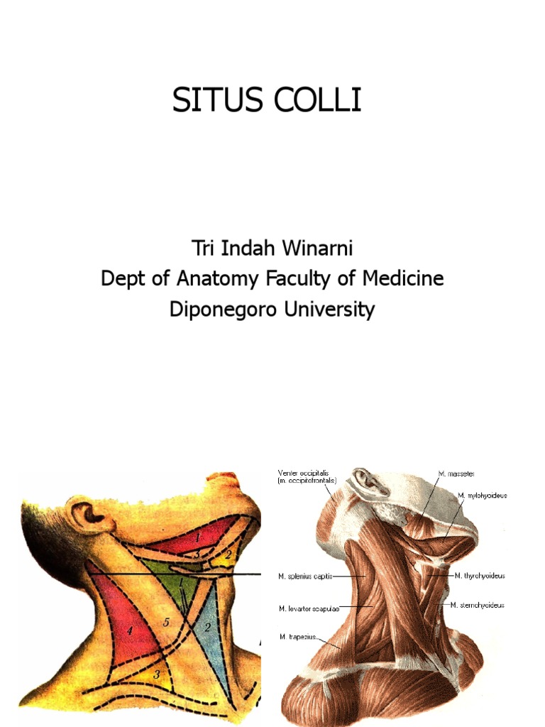 Situs Colli | PDF | Tongue | Common Carotid Artery