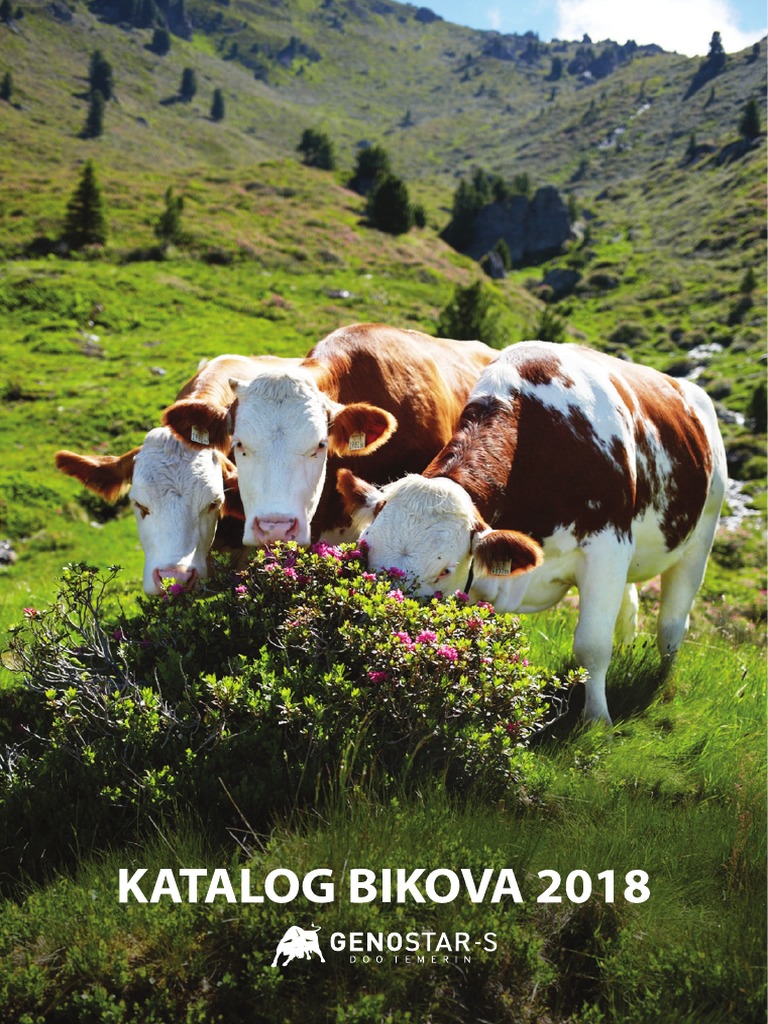 Katalog Bikova 2018 | PDF