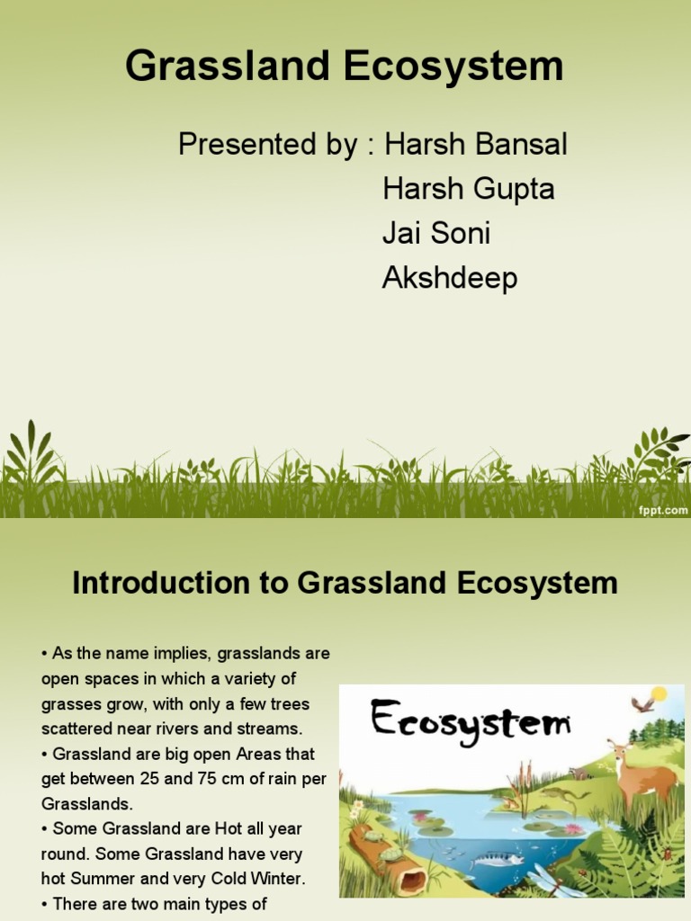 Grassland Ecosystem | PDF | Grassland | Savanna