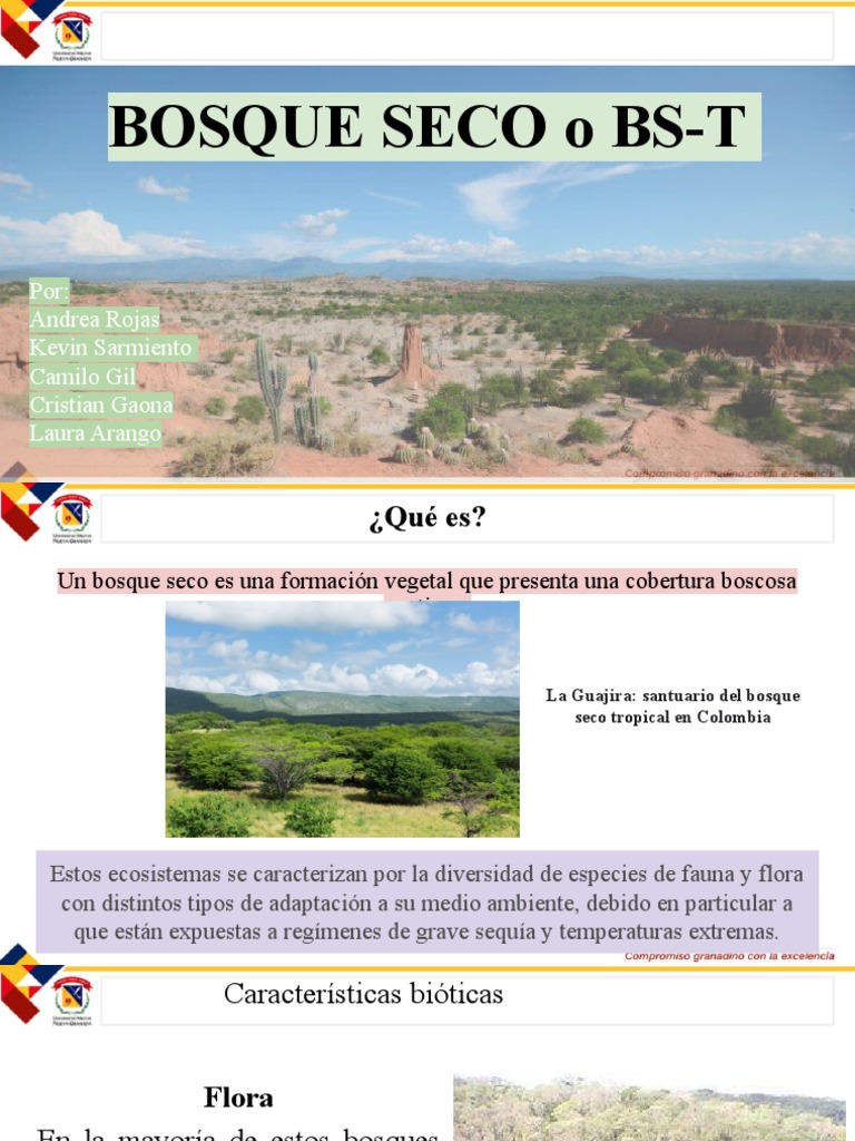 Bosque Seco | PDF | Los bosques | Biogeografia