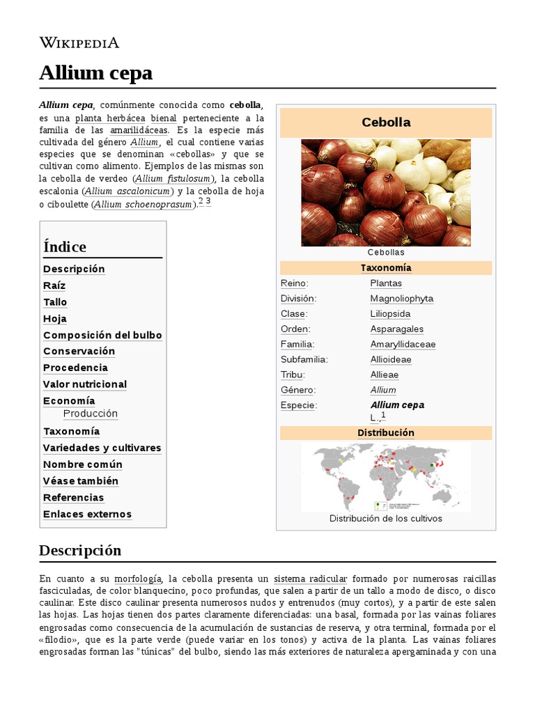 Allium Cepa | PDF | Cebolla | Vegetales
