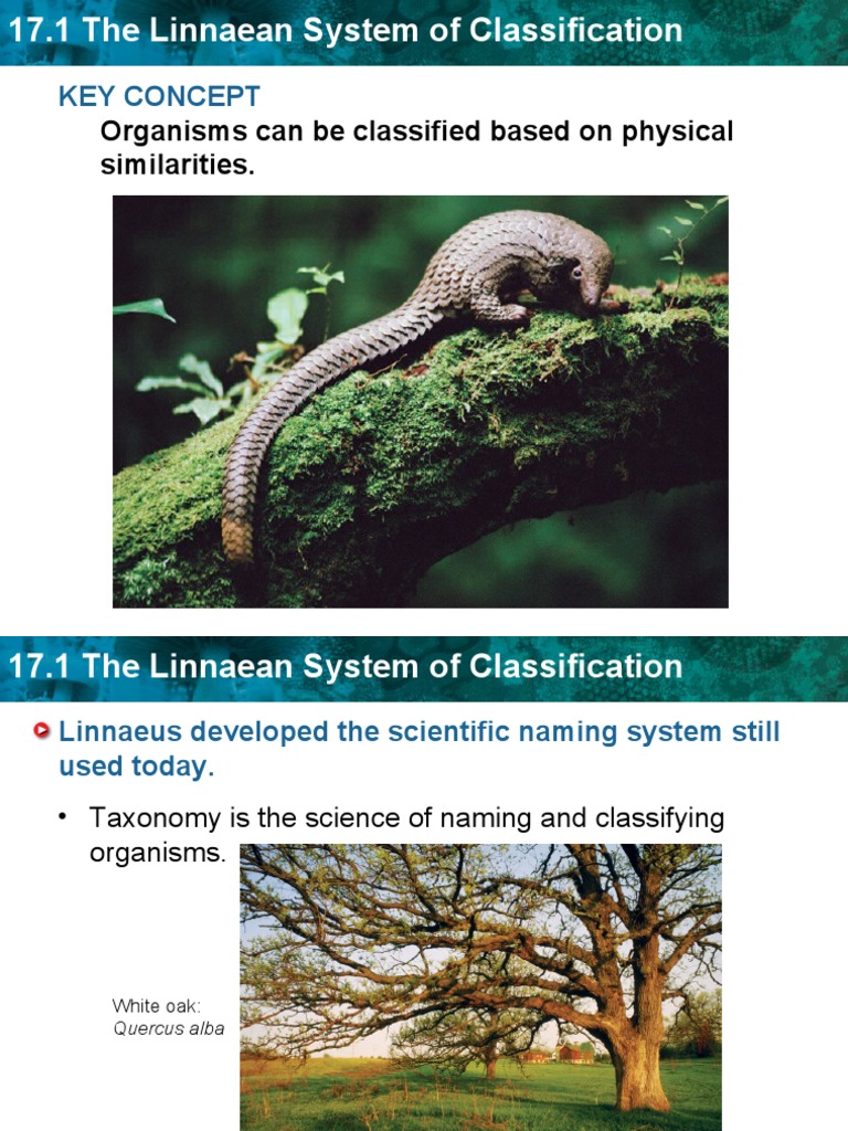 Organisms Can Be Classified Based On Physical Similarities.: Key ...