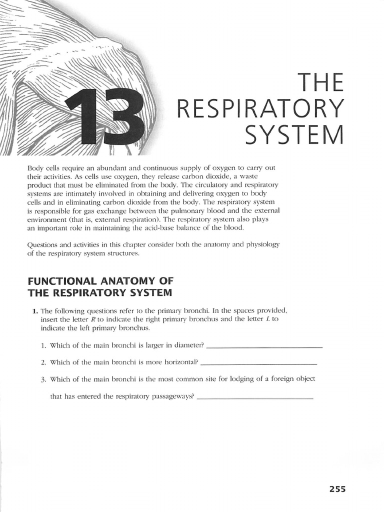A P Coloring Workbook The Respiratory System | PDF | Respiratory Tract ...