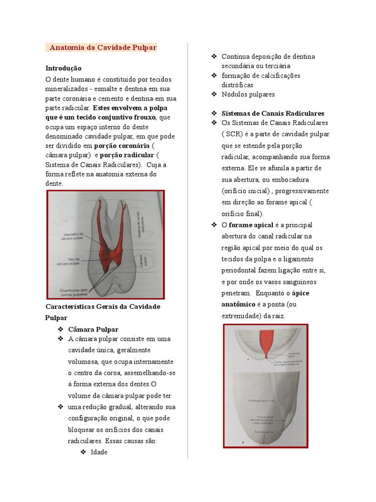 Anatomia da Cavidade Pulpar Dentária | PDF | Dente | Dentina