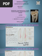 Nomenclatura Dentaria - El Código Internacional (FDI) | PDF | Diente ...
