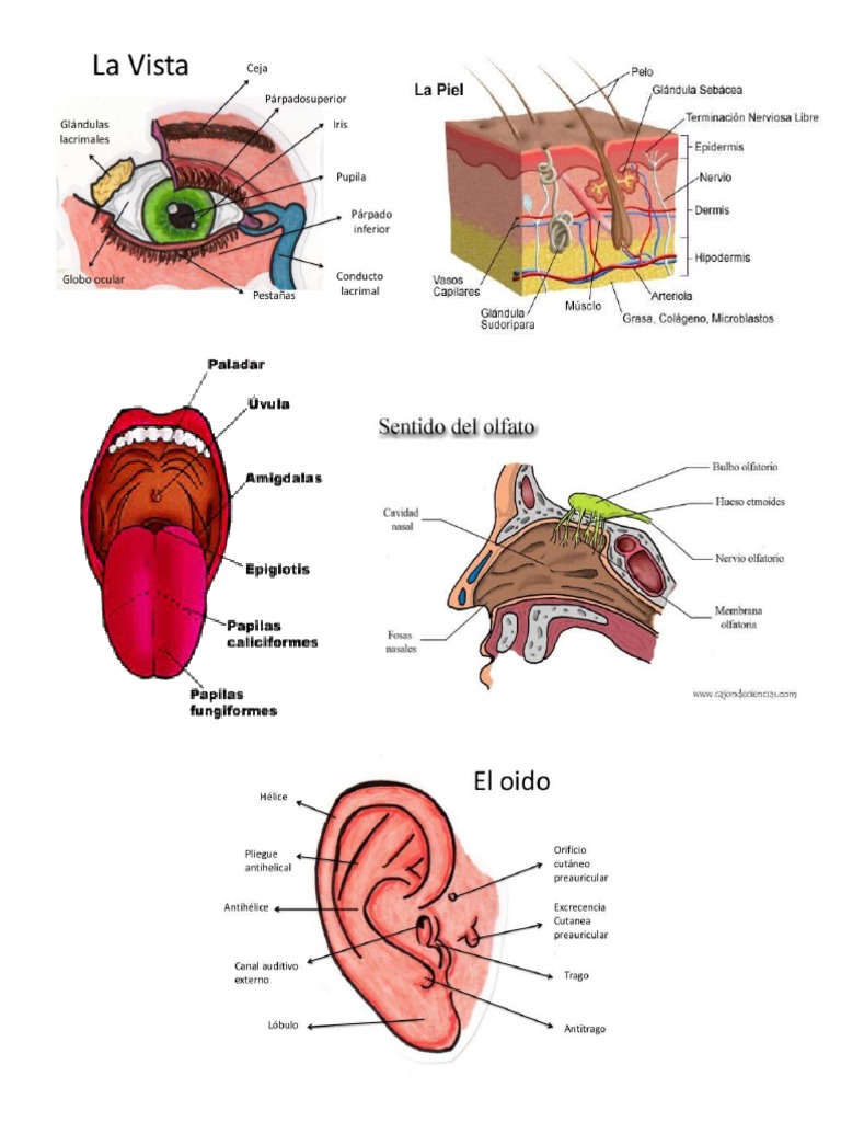 Organos de Los Sentidos | PDF