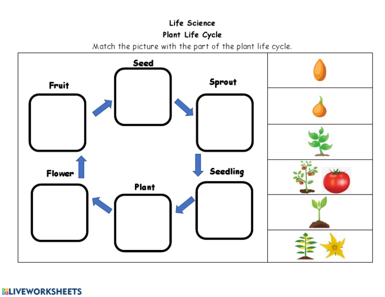 Plant Life Cycle | PDF