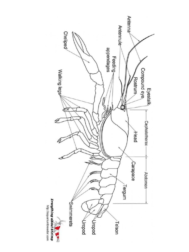 Crayfish Info | PDF | Thorax | Abdomen