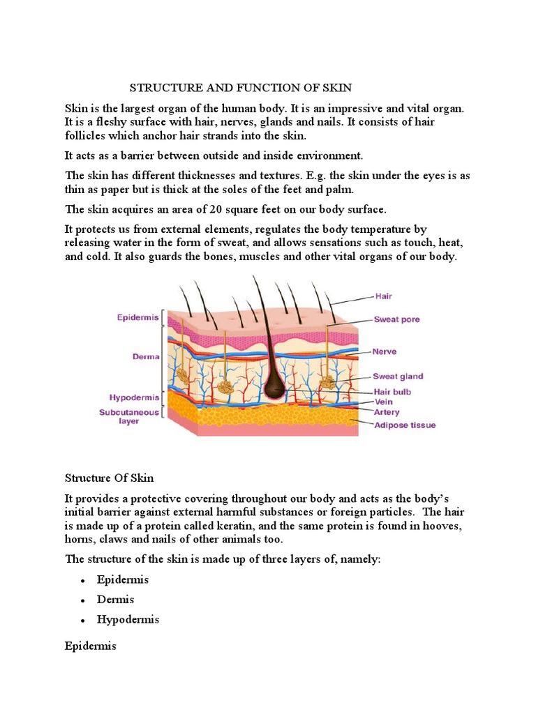 Structure and Function of Skin | PDF | Skin | Epidermis