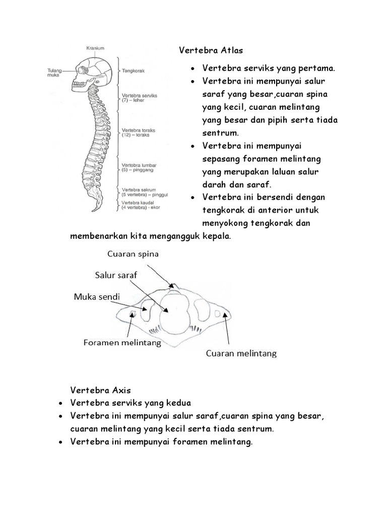 Anatomi Vertebra Serviks | PDF | Kajian Bahasa Asing | Kesehatan Holistik