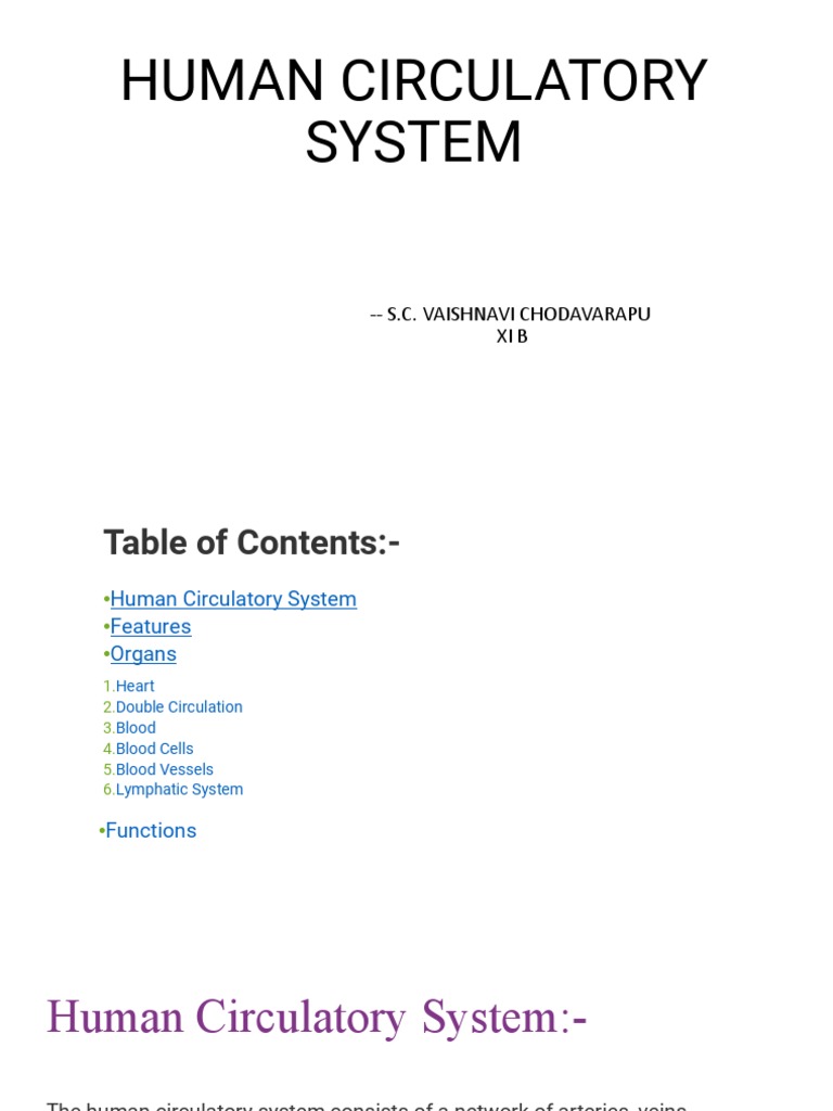 Human Circulatory System Overview | PDF | Circulatory System | Blood