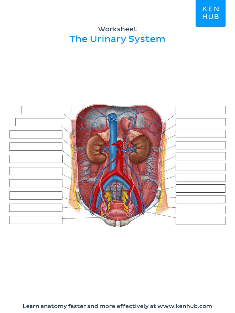 The Urinary System (Unlabeled) | PDF